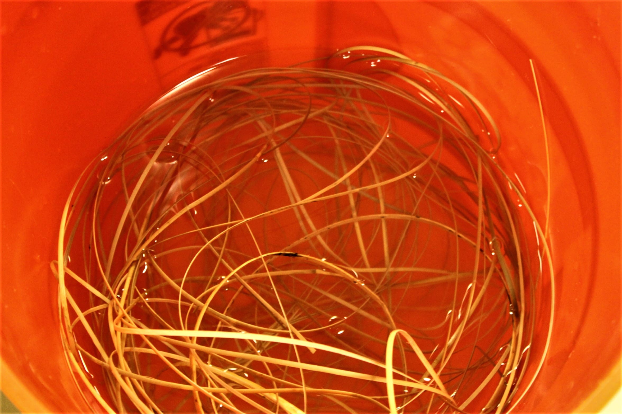 Cane in Water | St. John Tradewinds News
